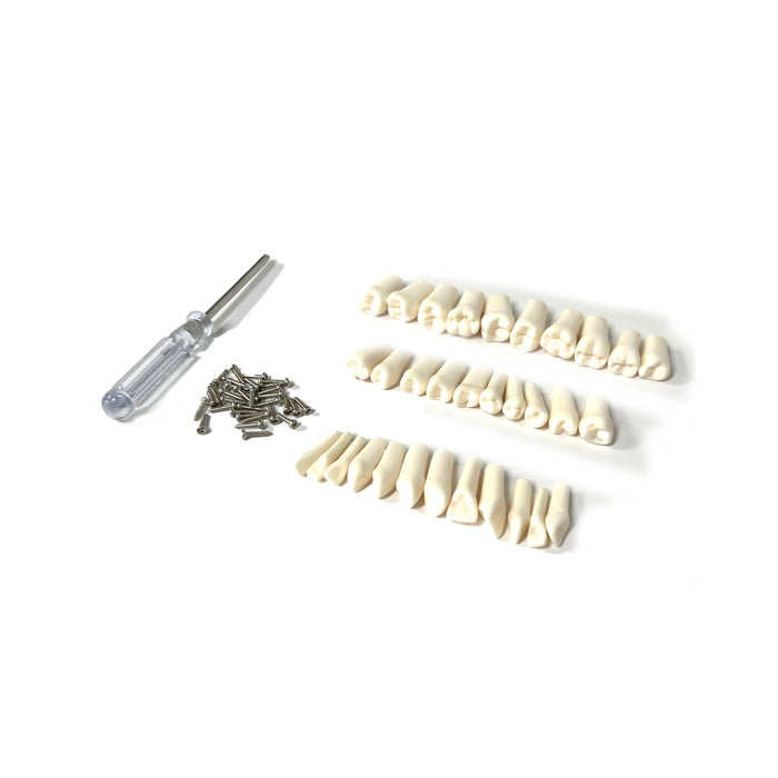 Plastic Prop Teeth with Post and Screws 32.pcs — NewRuleFX.com