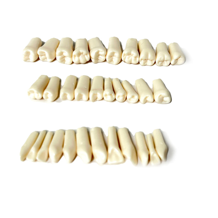 Plastic Prop Teeth with Post and Screws 32.pcs — NewRuleFX.com
